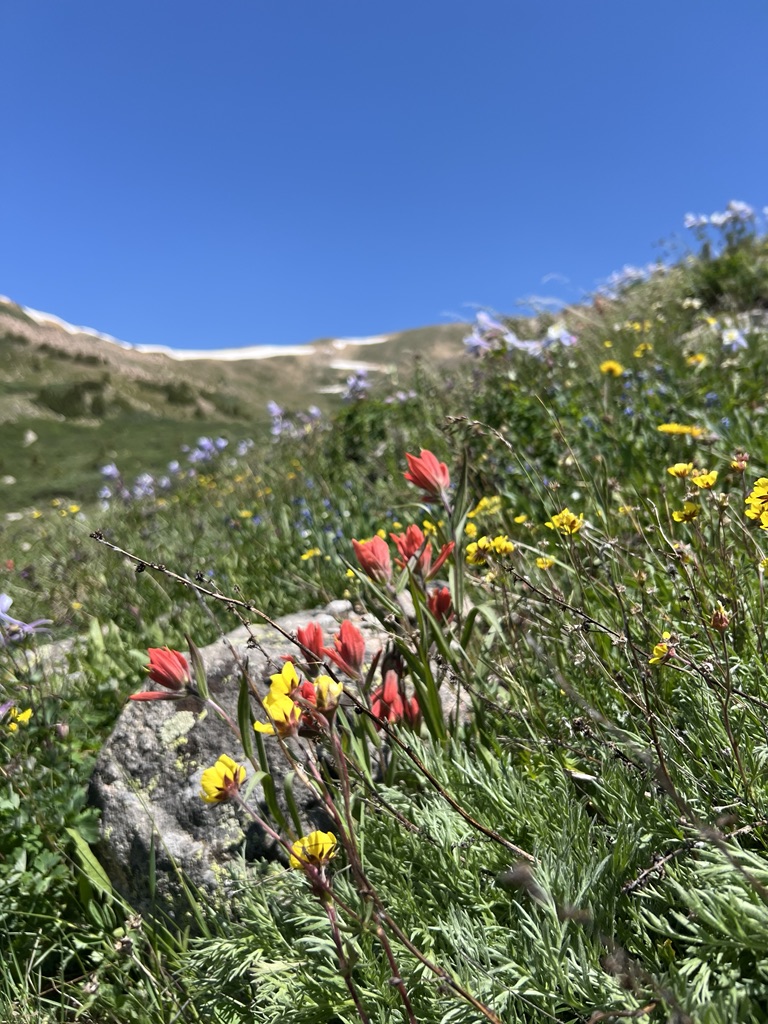 Looking to chase wildflowers in Colorado past peak season? There are ...