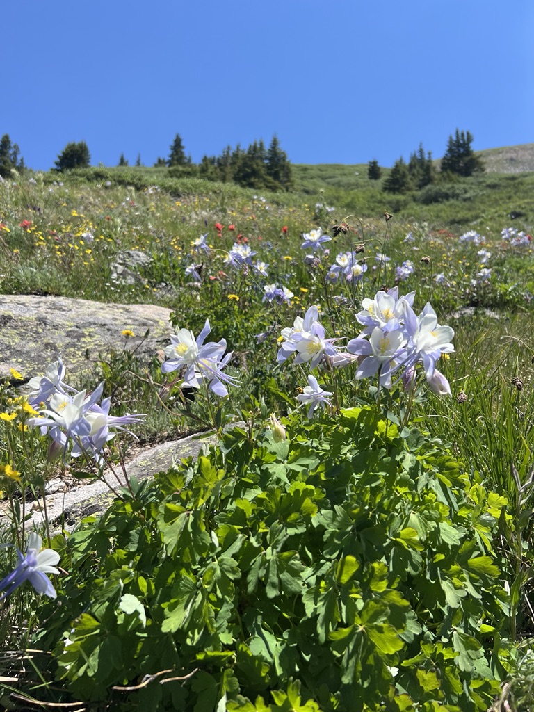 Looking to chase wildflowers in Colorado past peak season? There are ...