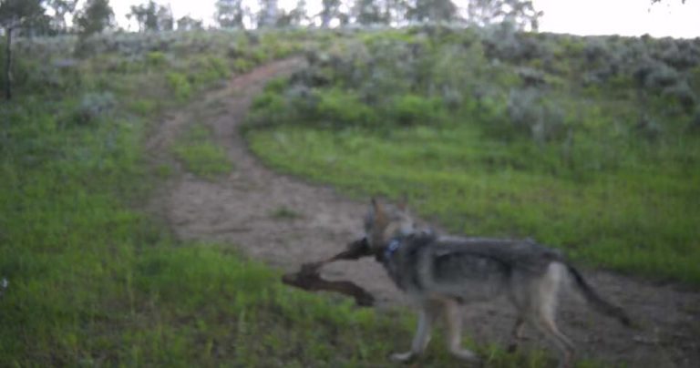 UPDATE: Colorado Parks and Wildlife confirms 8 sheep killed by wolves ...