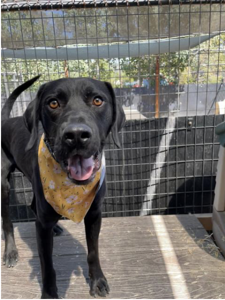 Pet Scene: Summit County’s adoptable pets for the week of August 4 ...