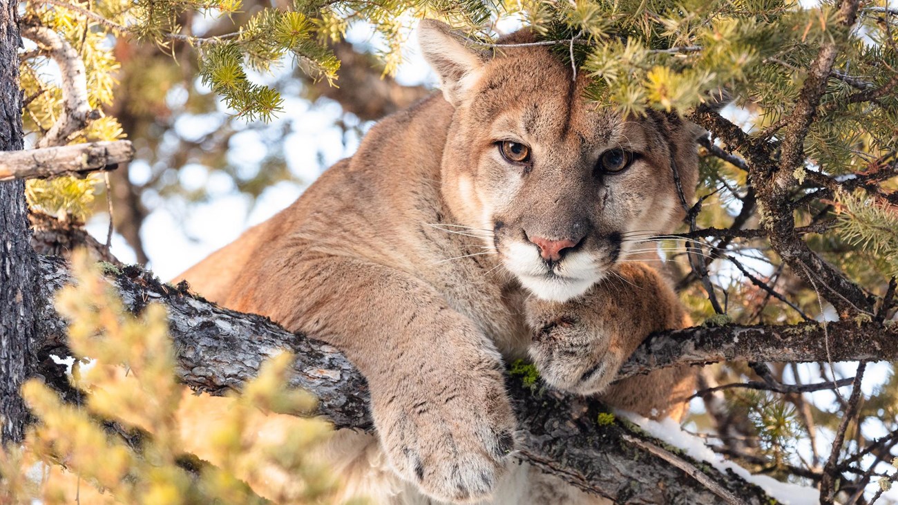 Money from across the country pours into Colorado’s fight over big cat ...
