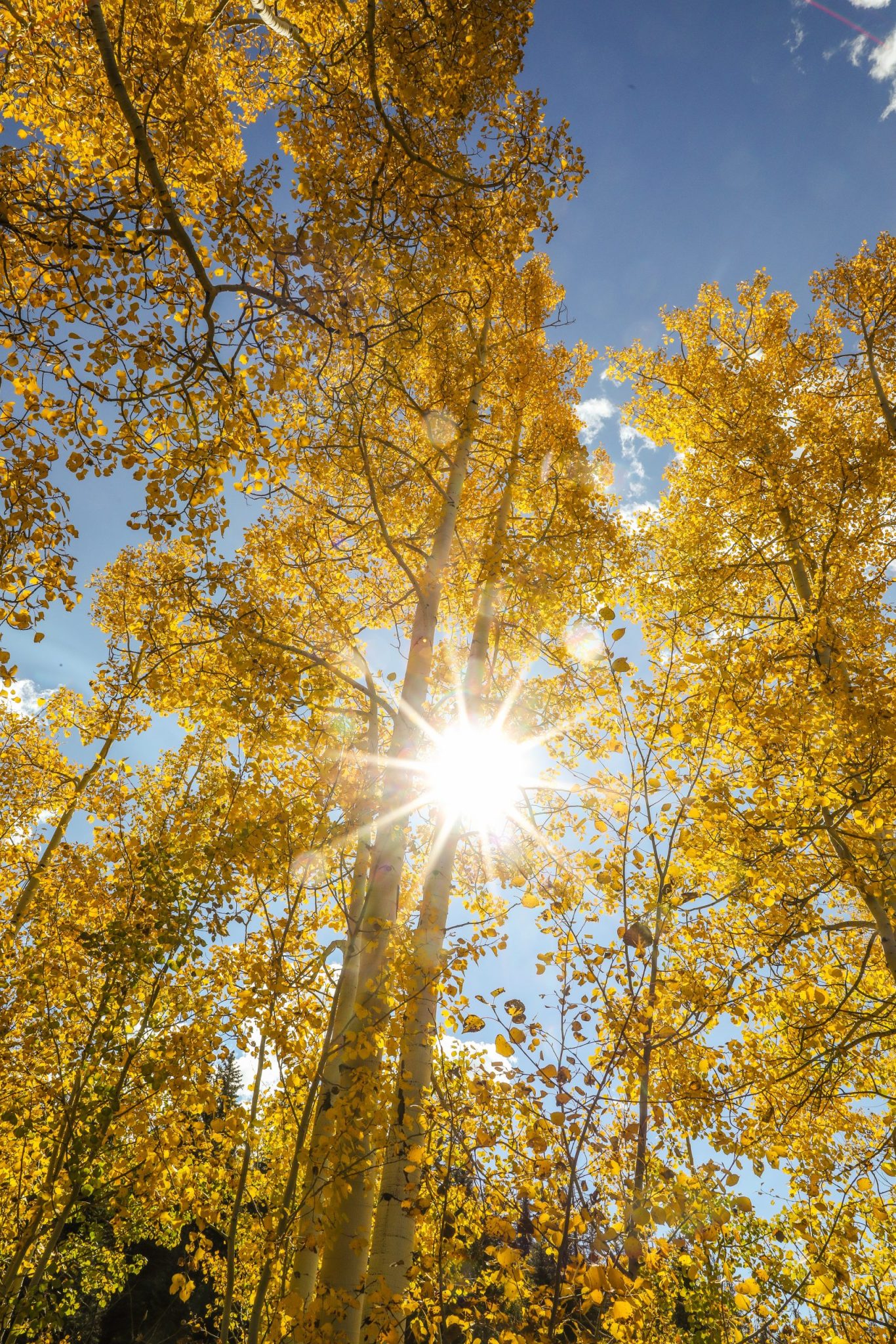 Aspen forests can slow wildfire spread and serve as fire breaks ...