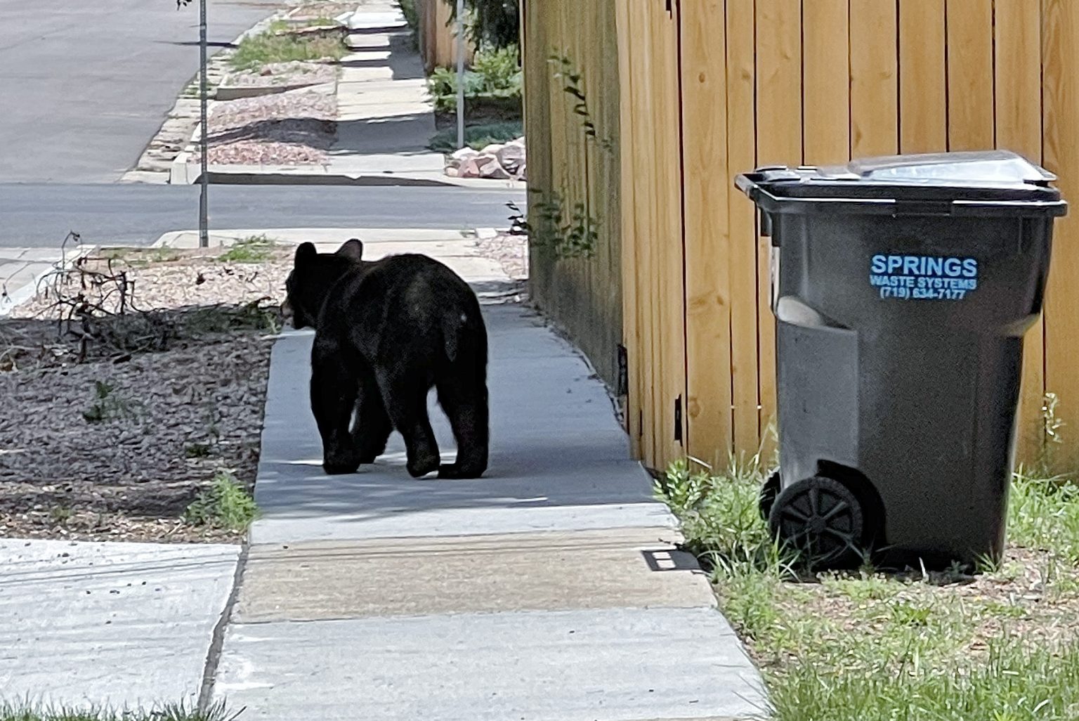 Could a statewide trash policy help reduce human-bear conflict ...