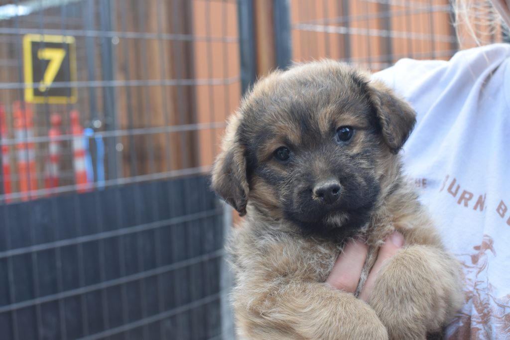 Puppy stolen from Summit County Animal Shelter makes a safe return ...