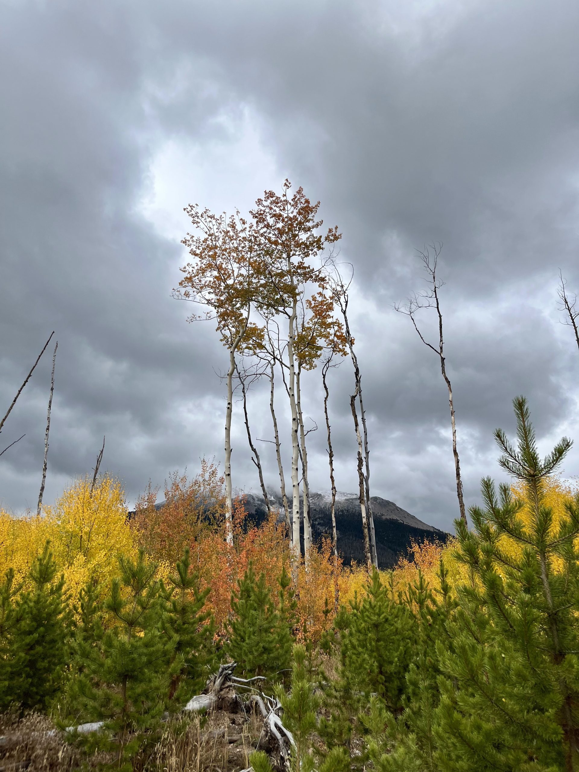 Gold rush: Fall peaks in Summit County | SummitDaily.com