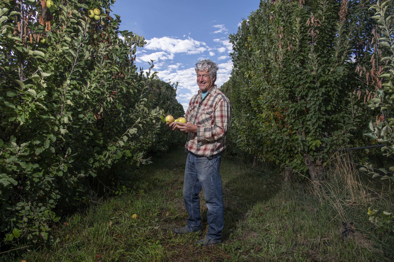 A 20-year quest to bring back Colorado’s rarest apple that was once ...