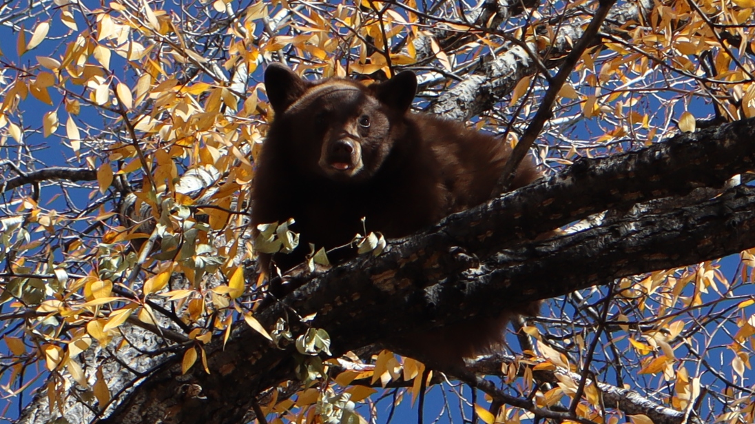 Colorado’s bear activity was ‘off the charts’ this year with sightings ...