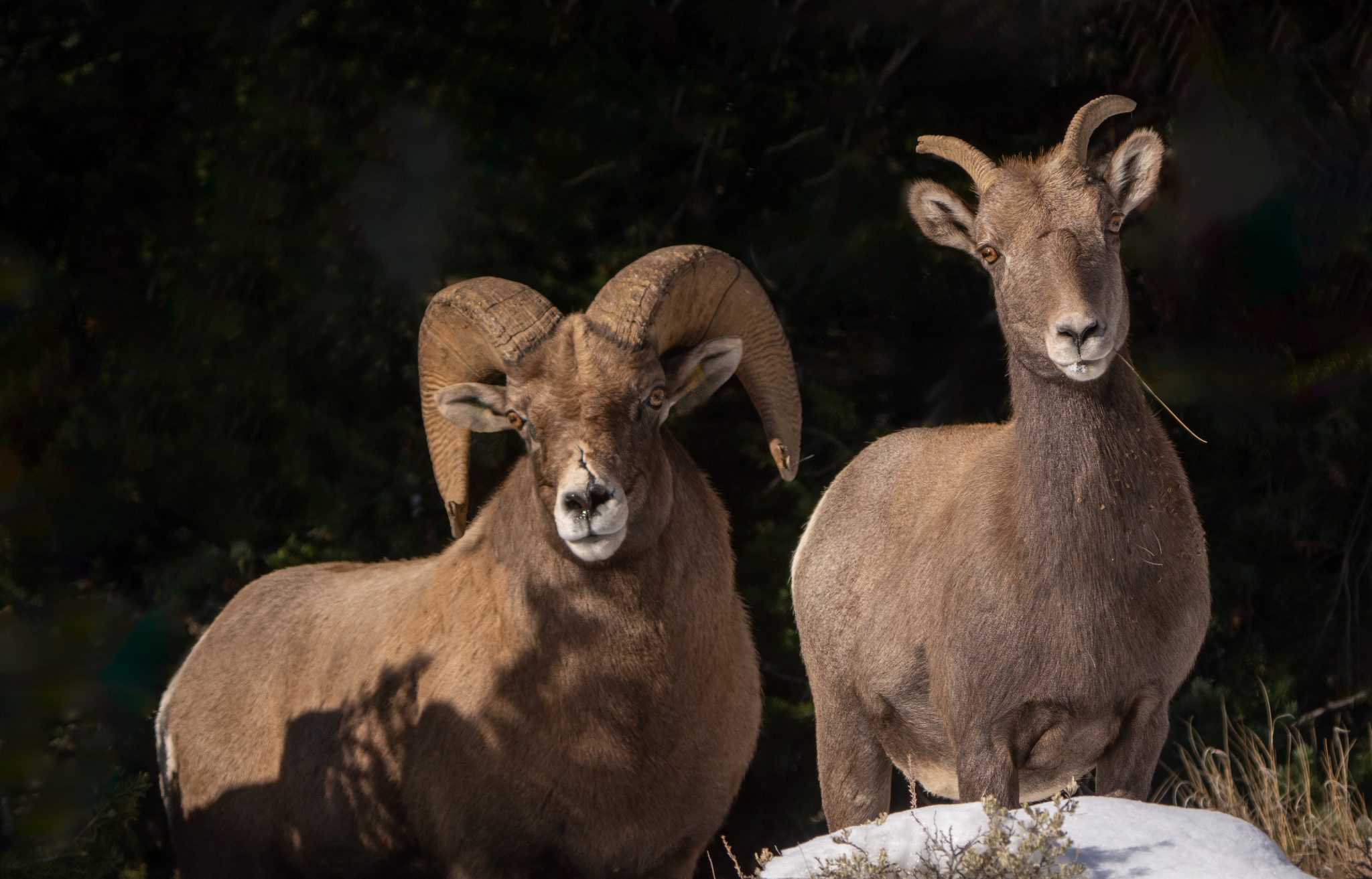 Get Wild: What is deep ecology? | SummitDaily.com