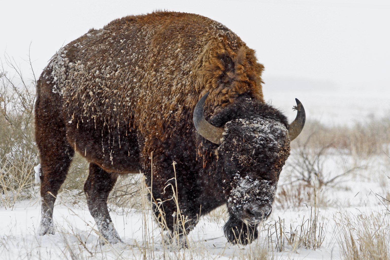 An idea to manage bison as both wildlife and livestock finds new life ...
