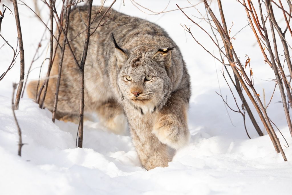 Biden administration finalizes recovery plan for Canadian lynx while ...