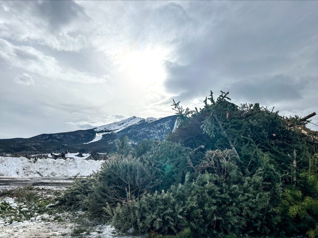 Christmas tree drop off opens at the Marina Lot | SummitDaily.com