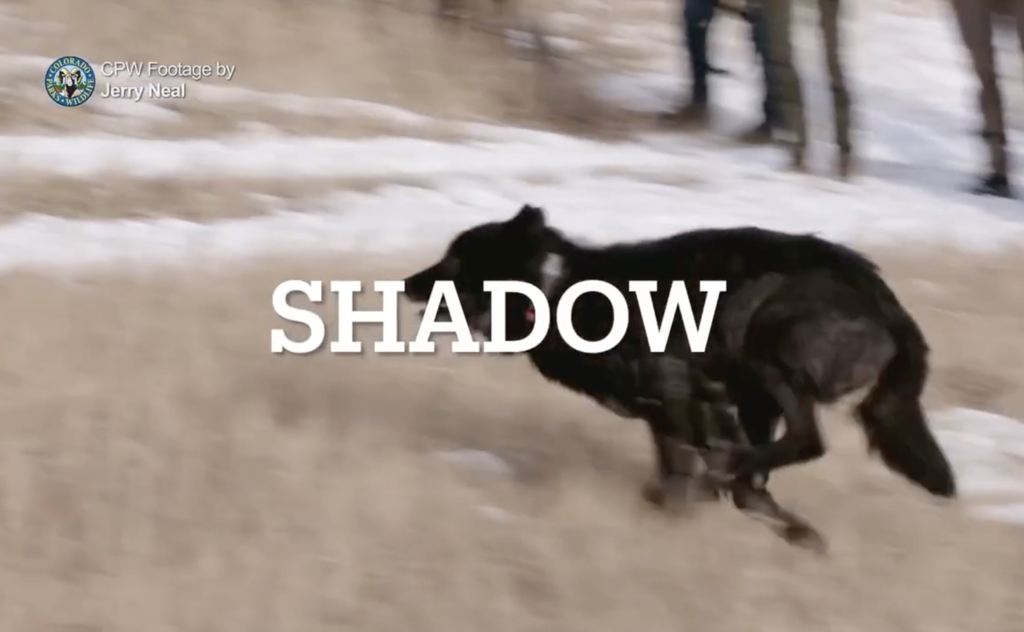 Copper Creek Pack wolf died from a gunshot wound, not a predator attack ...