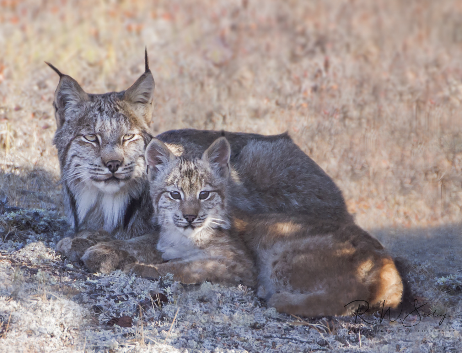 Get Wild: Canada lynx are cool cats under pressure | SummitDaily.com
