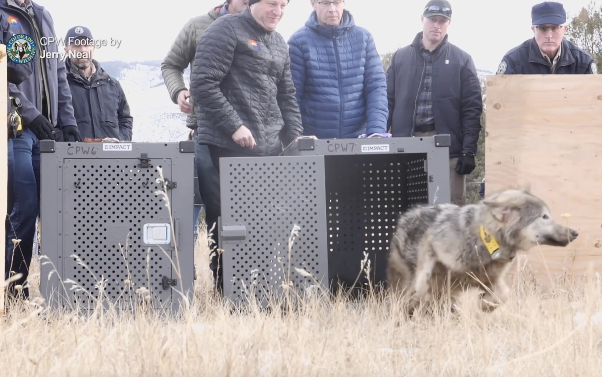 Colorado Parks and Wildlife Commission denies petition to halt wolf ...