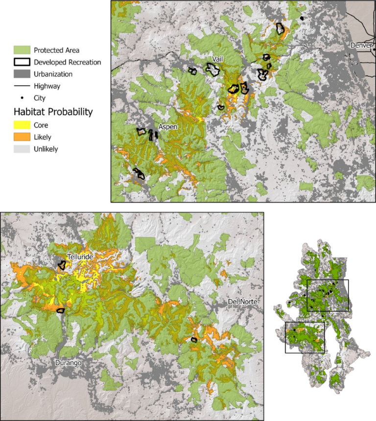 What’s to blame for lynx habitat challenges in Colorado? | SummitDaily.com