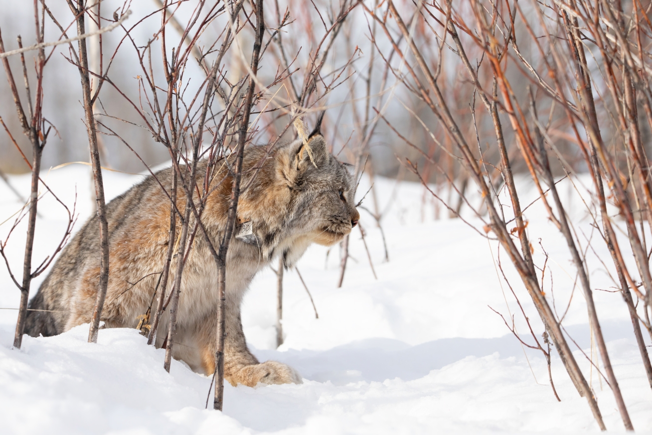 What’s to blame for lynx habitat challenges in Colorado? | SummitDaily.com
