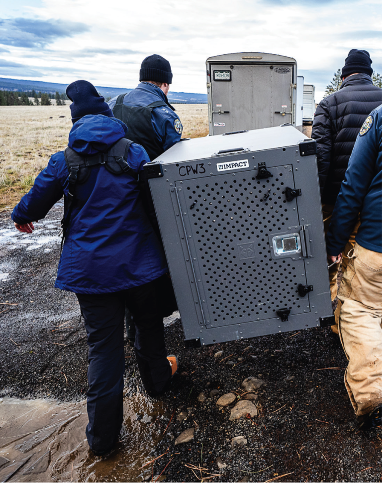 Colorado prepares to release more wolves as relocation operation begins ...
