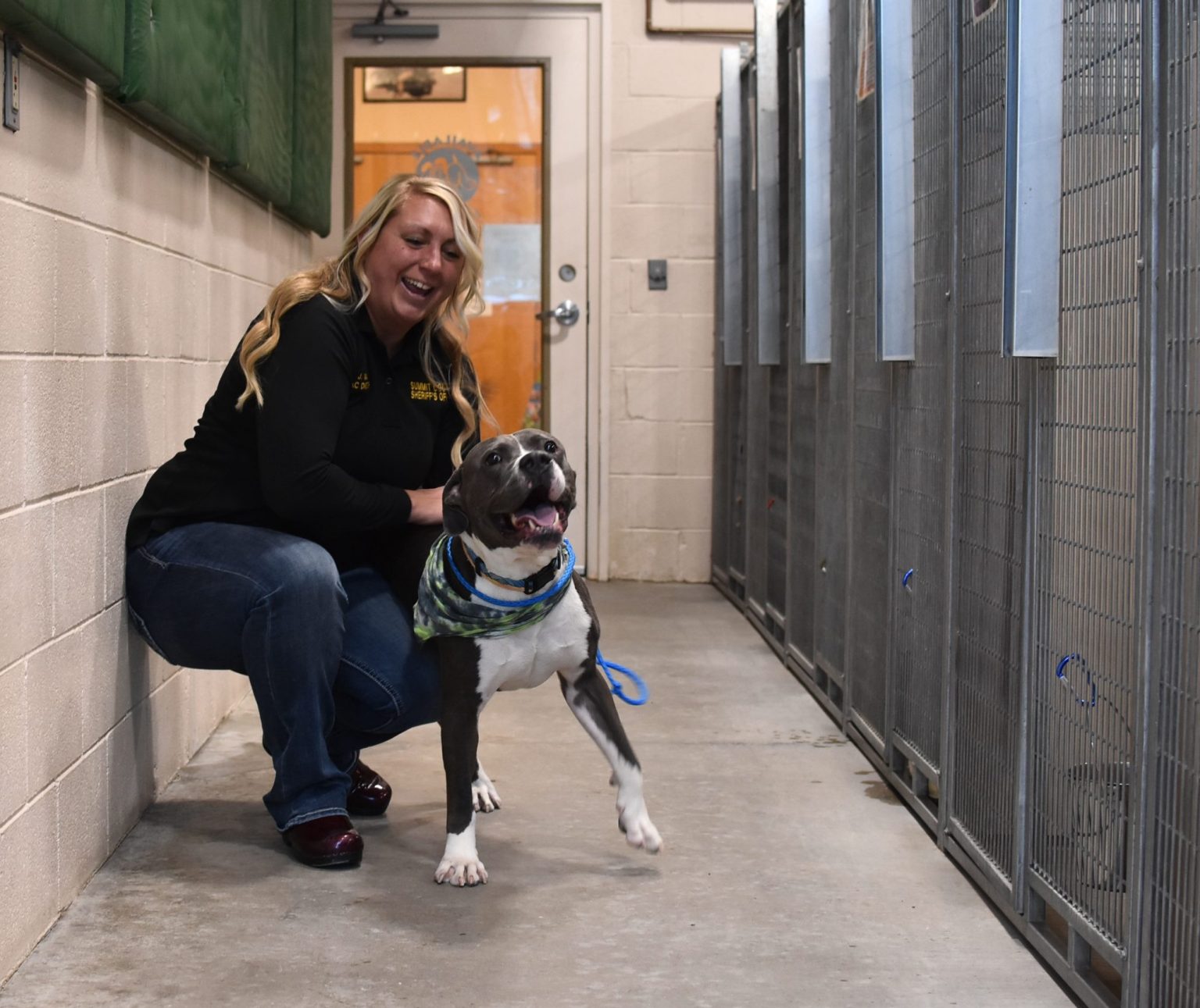 Pet surrenders in Summit County continue to rise. Why? | SummitDaily.com