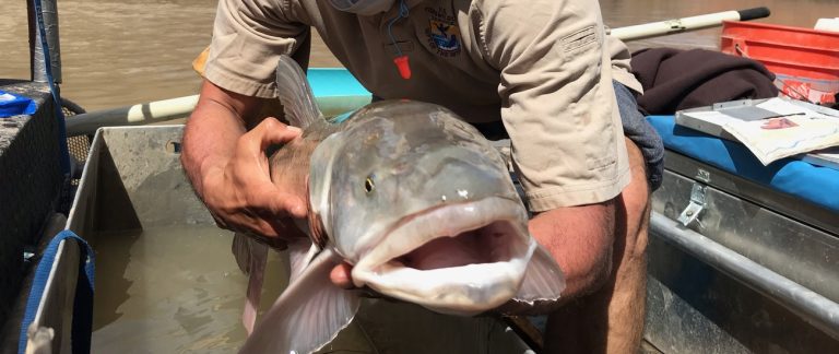 Colorado biologists caught 3 rare Colorado fish. What does that mean ...