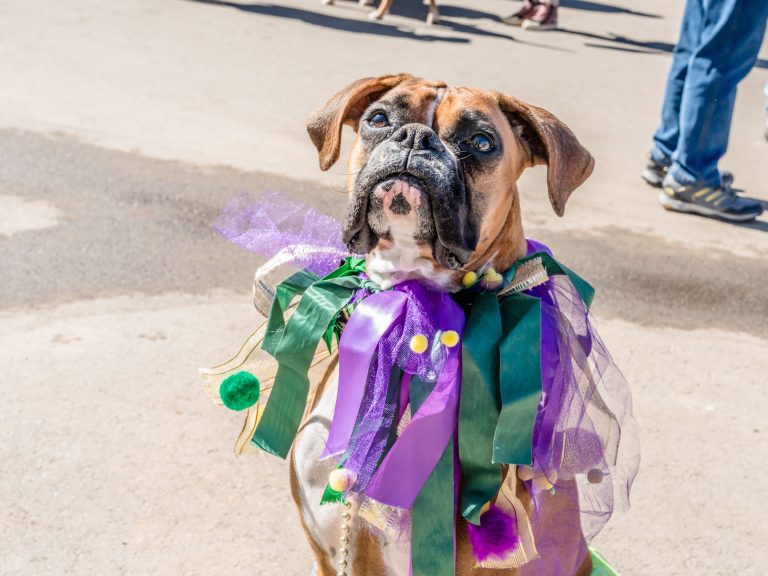 Frisco’s Mardi Gras 4Paws dog parade returns on Feb. 21 | SummitDaily.com