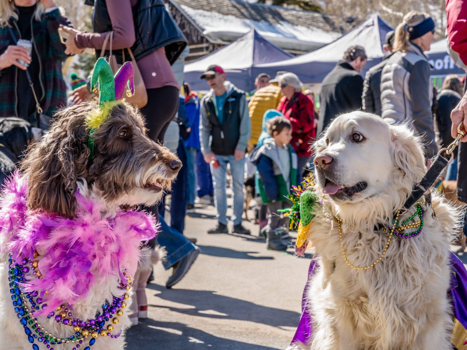 Photos: Frisco’s Mardi Gras 4Paws showcases Summit County’s most ...