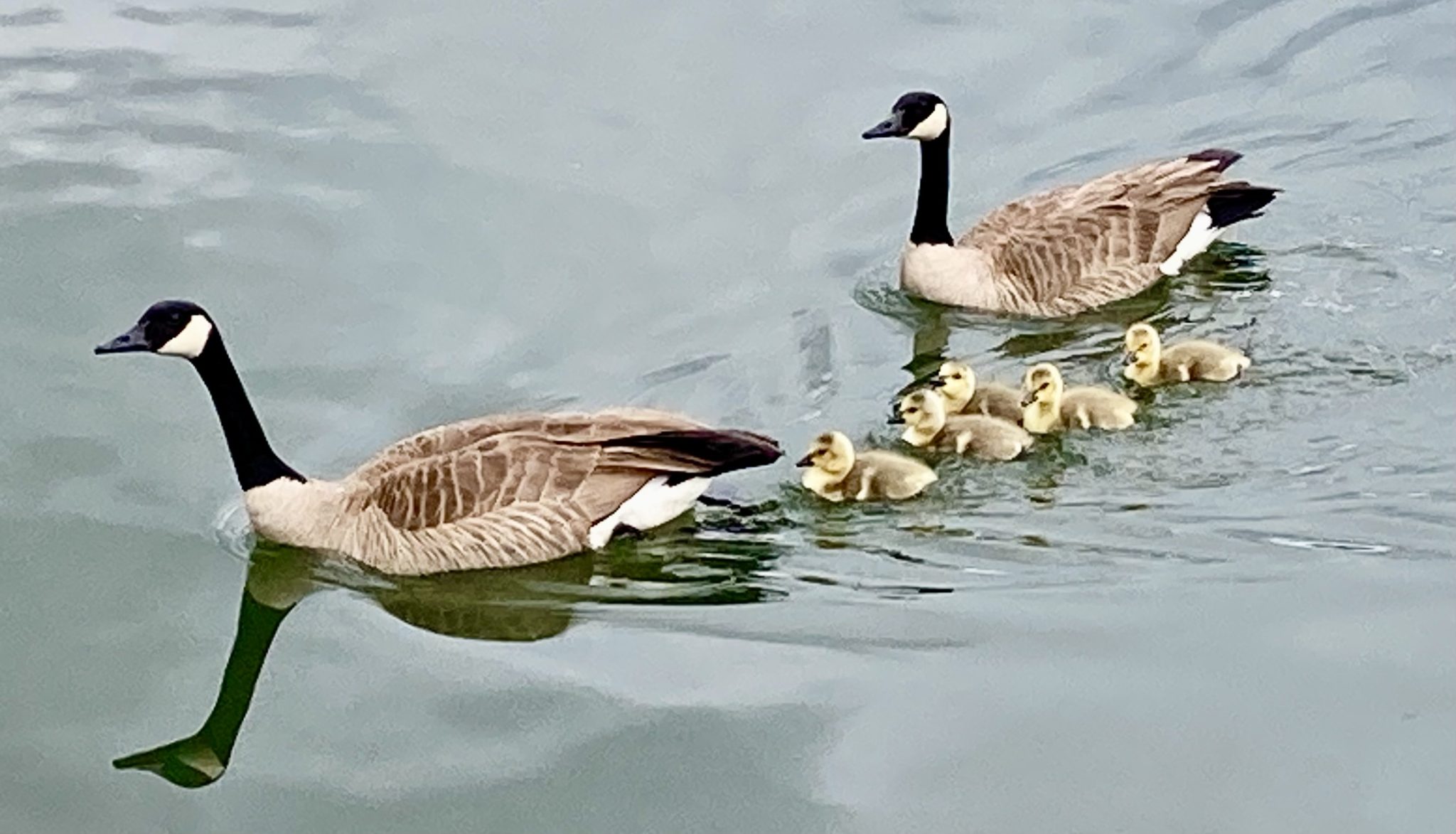 PHOTOS: Baby animals and spring wildlife in Summit County | SummitDaily.com
