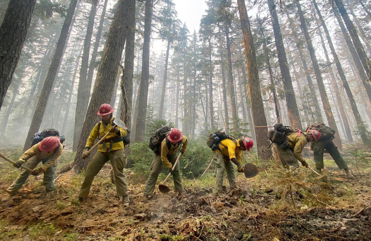 ‘Like taking Smokey Bear away from the Forest Service’: Trump ...