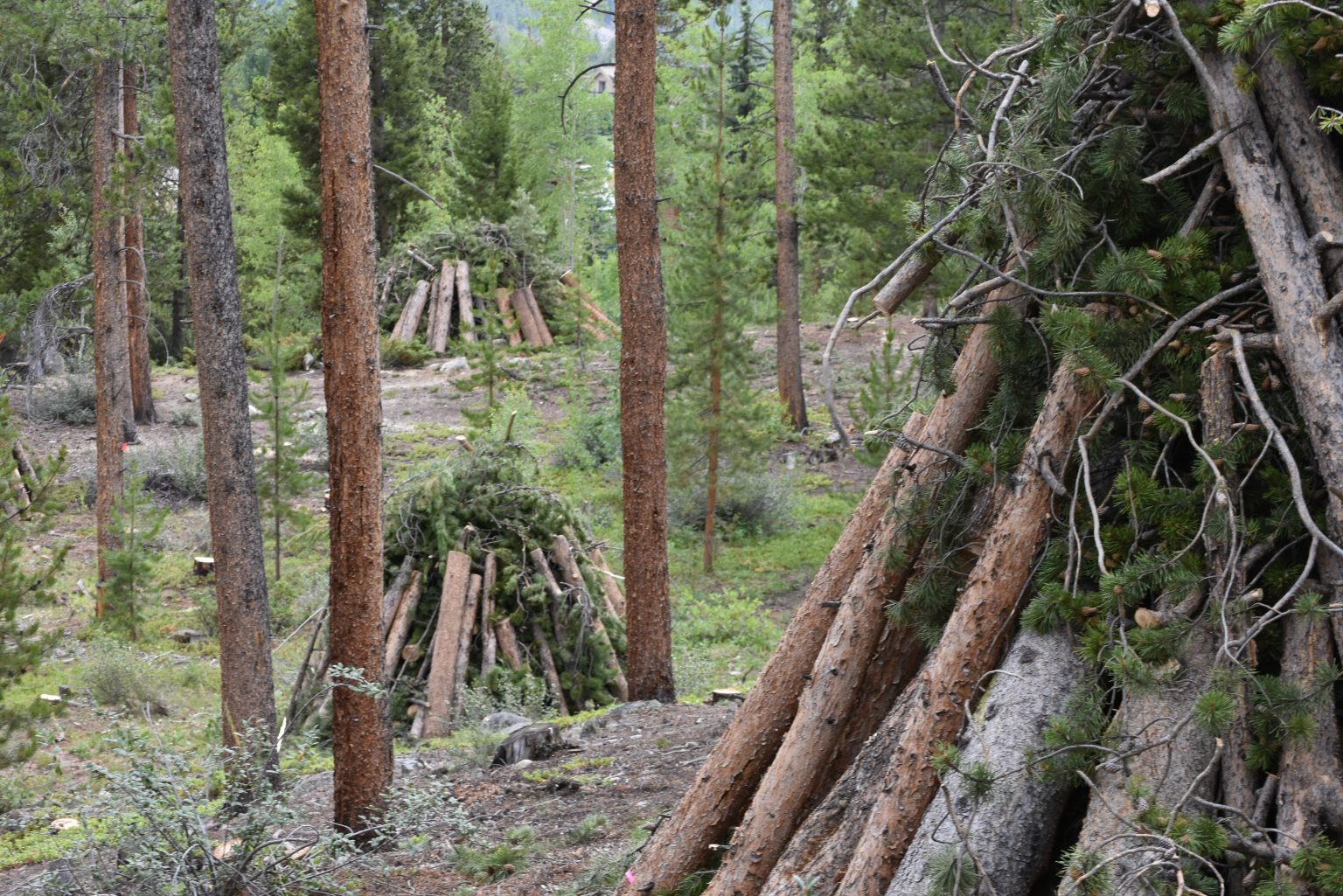Private land owners buy into wildfire mitigation projects in Colorado ...