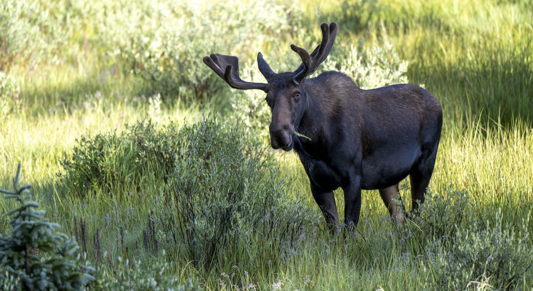 PHOTOS: Mountain goats, moose, marmots and more wildlife seen around ...