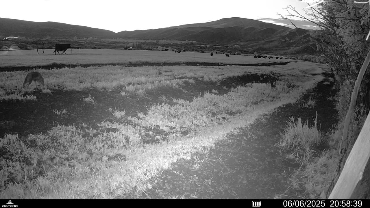 Copper Creek wolf pack responsible for seventh livestock attack in ...