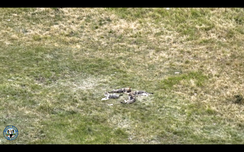 Colorado Parks and Wildlife confirms at least 6 pups in new wolf pack ...