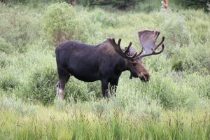 PHOTOS: Bull moose cool off at Cucumber Gulch | SummitDaily.com