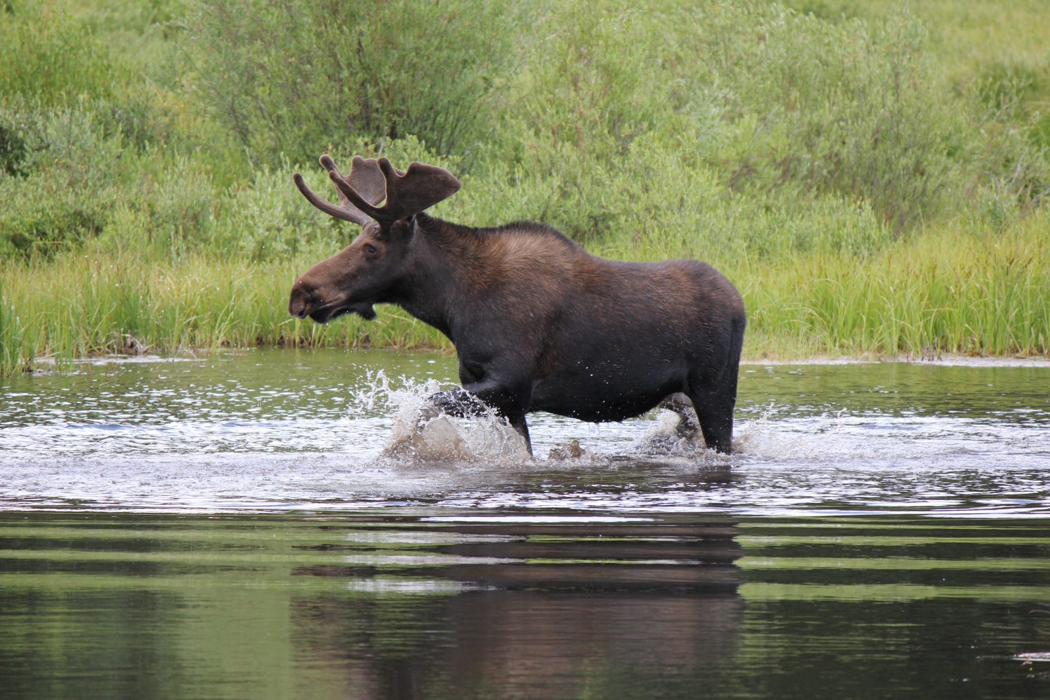 PHOTOS: Bull moose cool off at Cucumber Gulch | SummitDaily.com