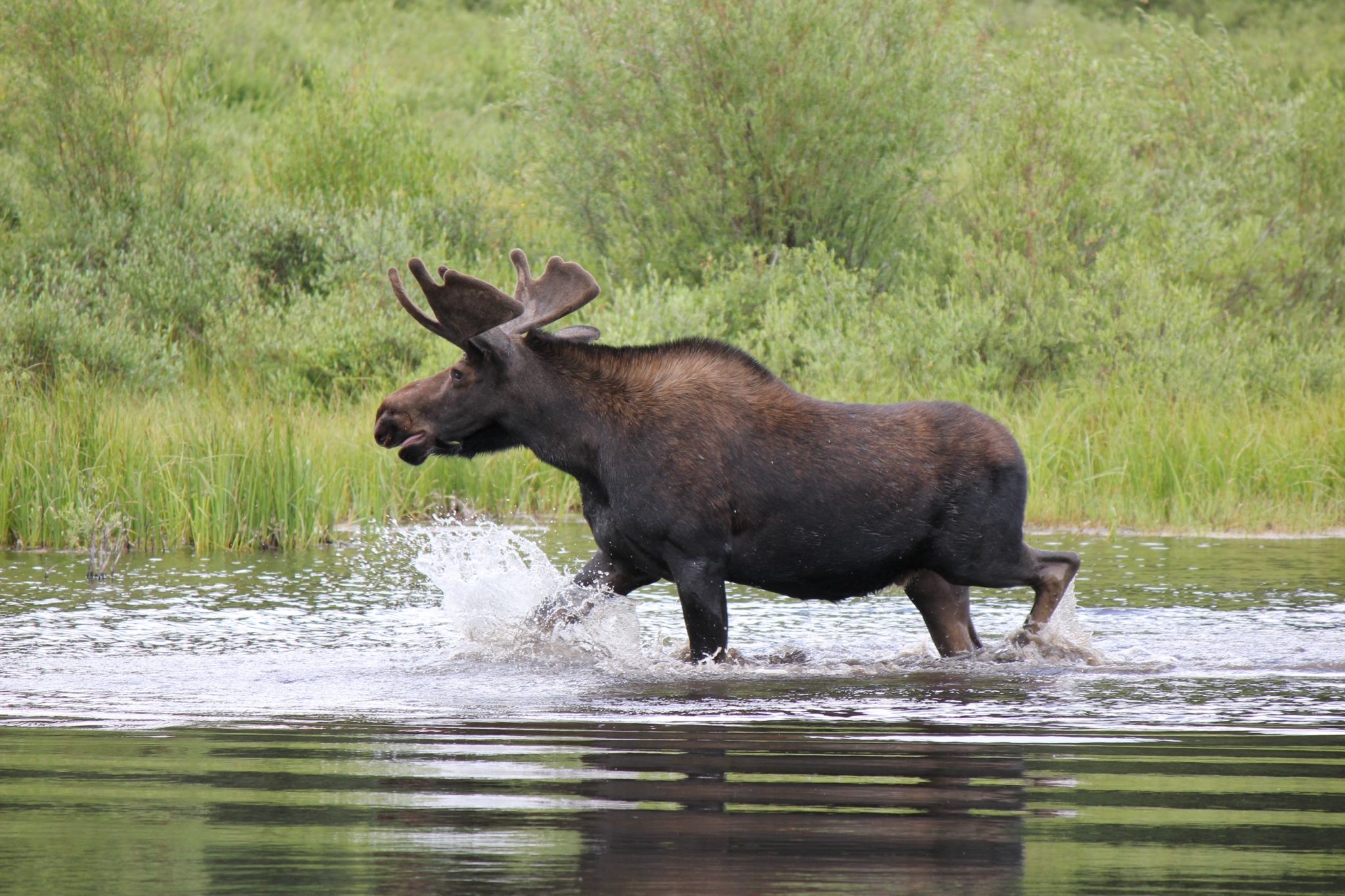 PHOTOS: Bull moose cool off at Cucumber Gulch | SummitDaily.com
