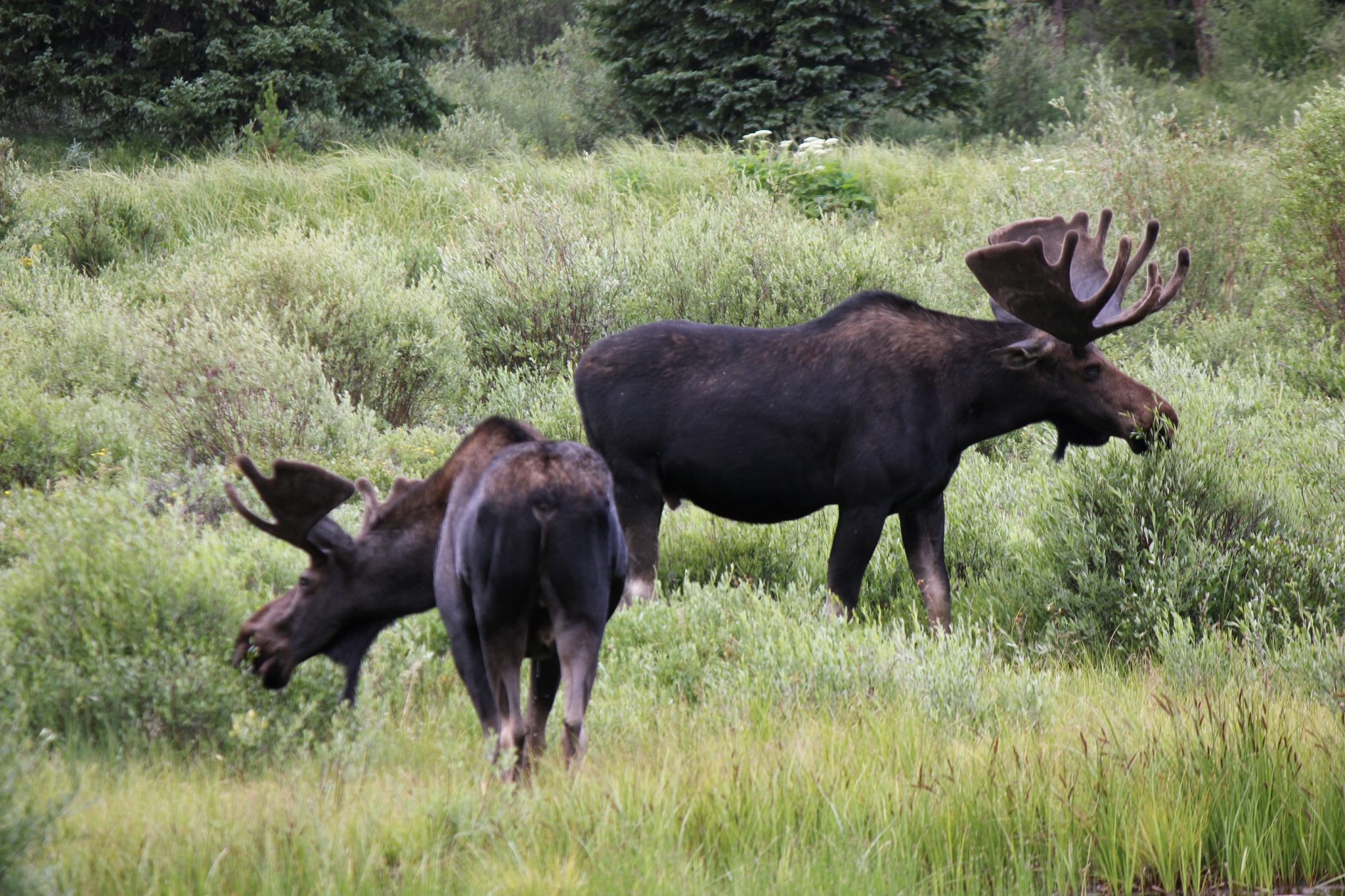 PHOTOS: Bull moose cool off at Cucumber Gulch | SummitDaily.com