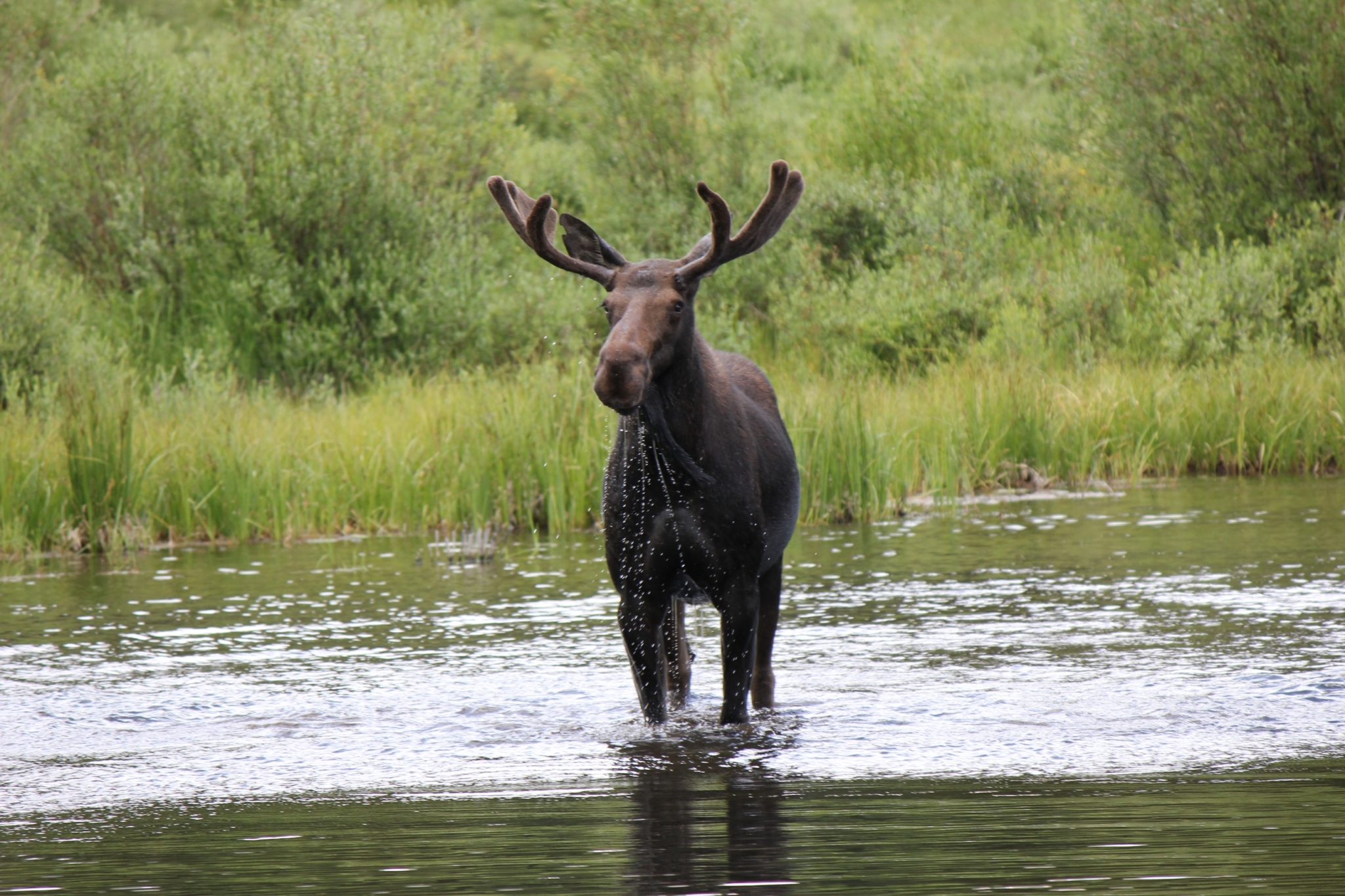 PHOTOS: Bull moose cool off at Cucumber Gulch | SummitDaily.com