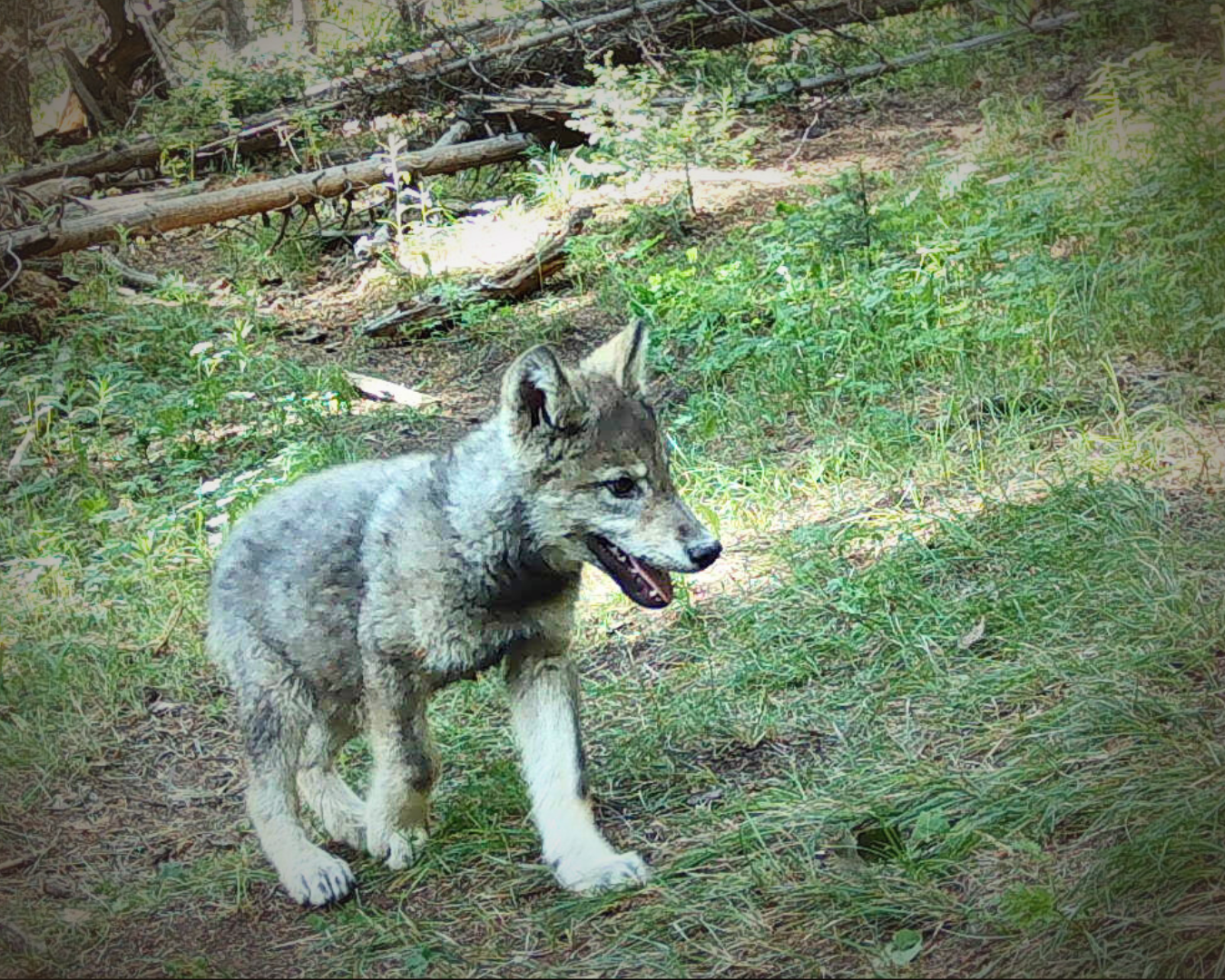 How to report wolf sightings in Colorado | SummitDaily.com