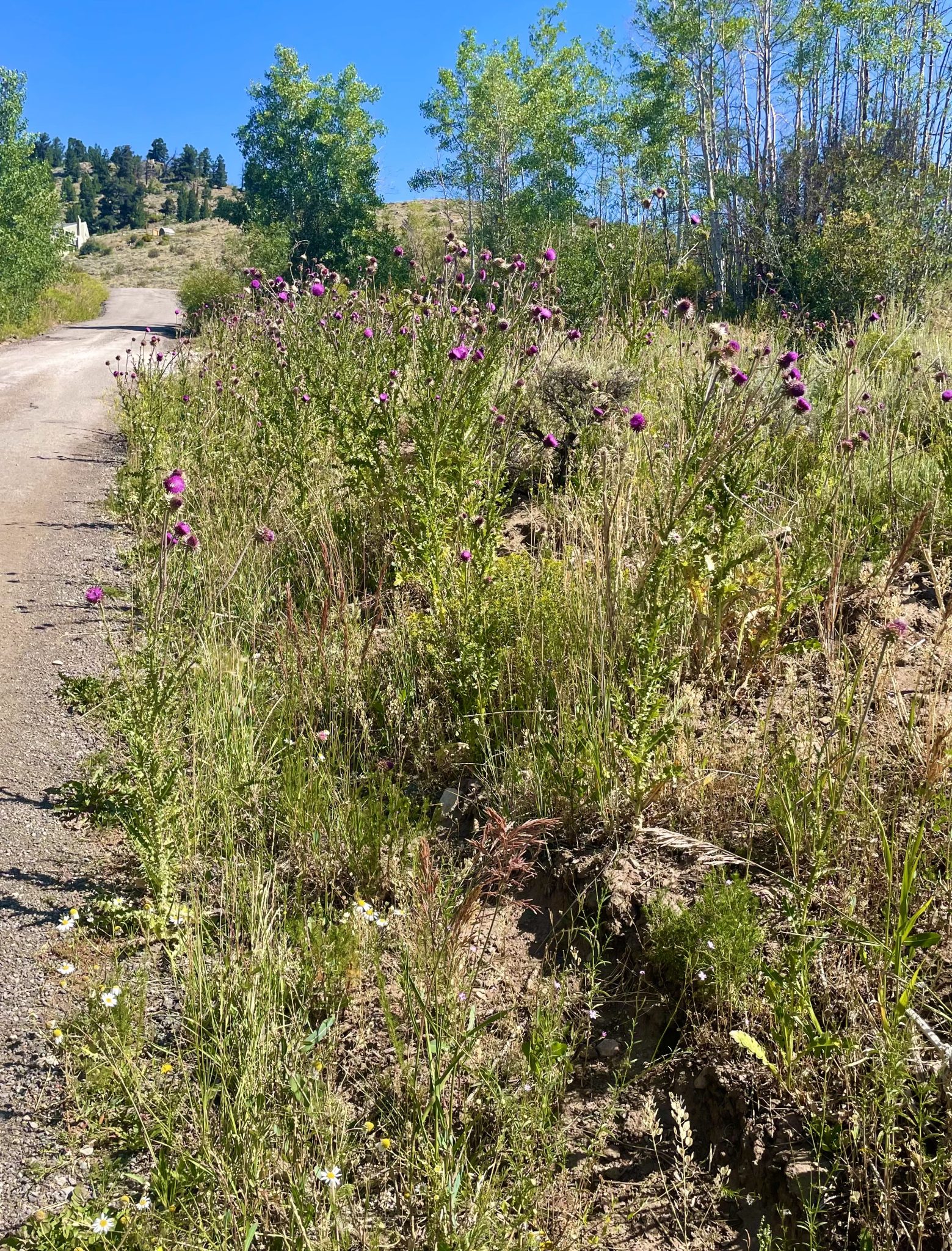 These plants cause environmental issues in Colorado’s mountains. Here’s ...