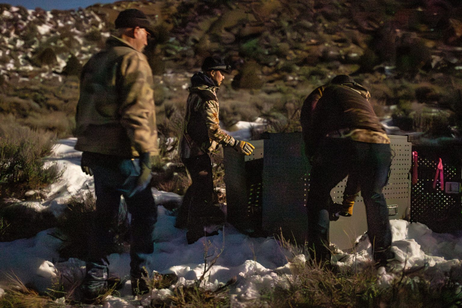 Initiative seeking to stop Colorado wolf releases fails to collect ...