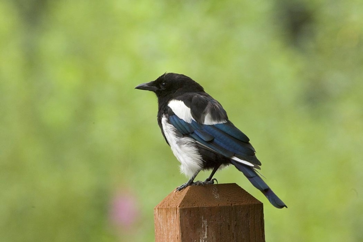 Colorado’s magpies are busy right now. Here’s what they’re up to ...