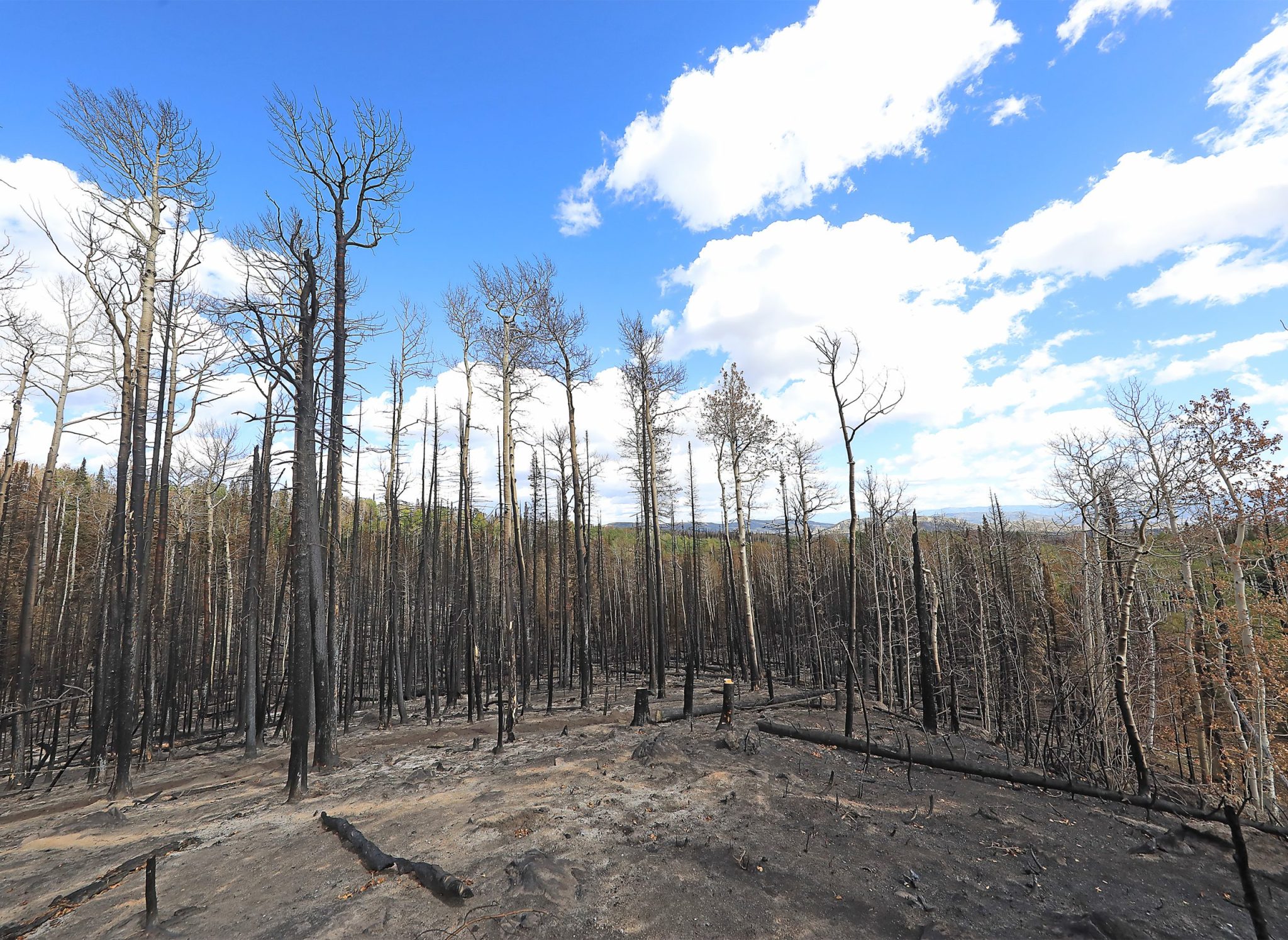 Crosho Fire in Routt County leaves burn scar; but sparks new growth ...