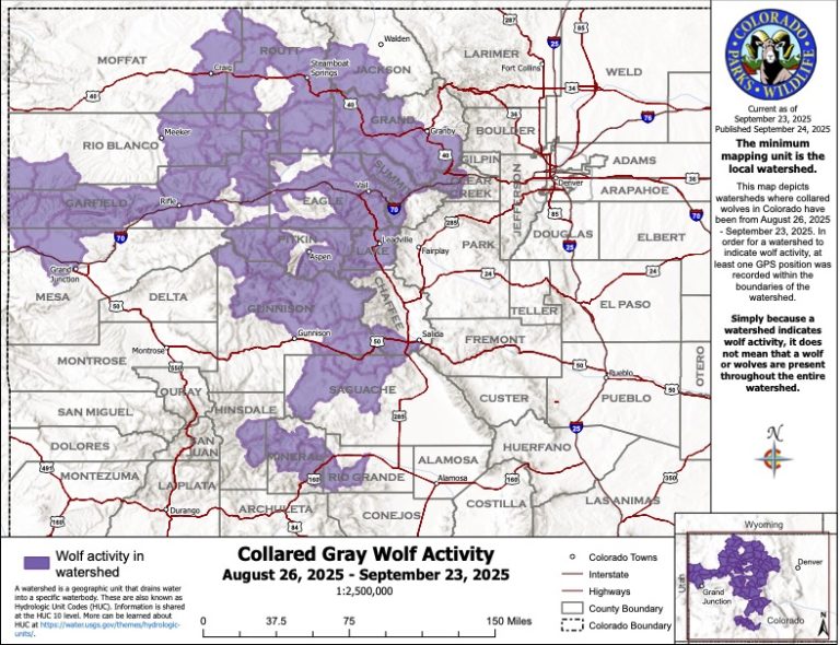 Colorado’s wolf map shows movement near Utah border — but officials won ...