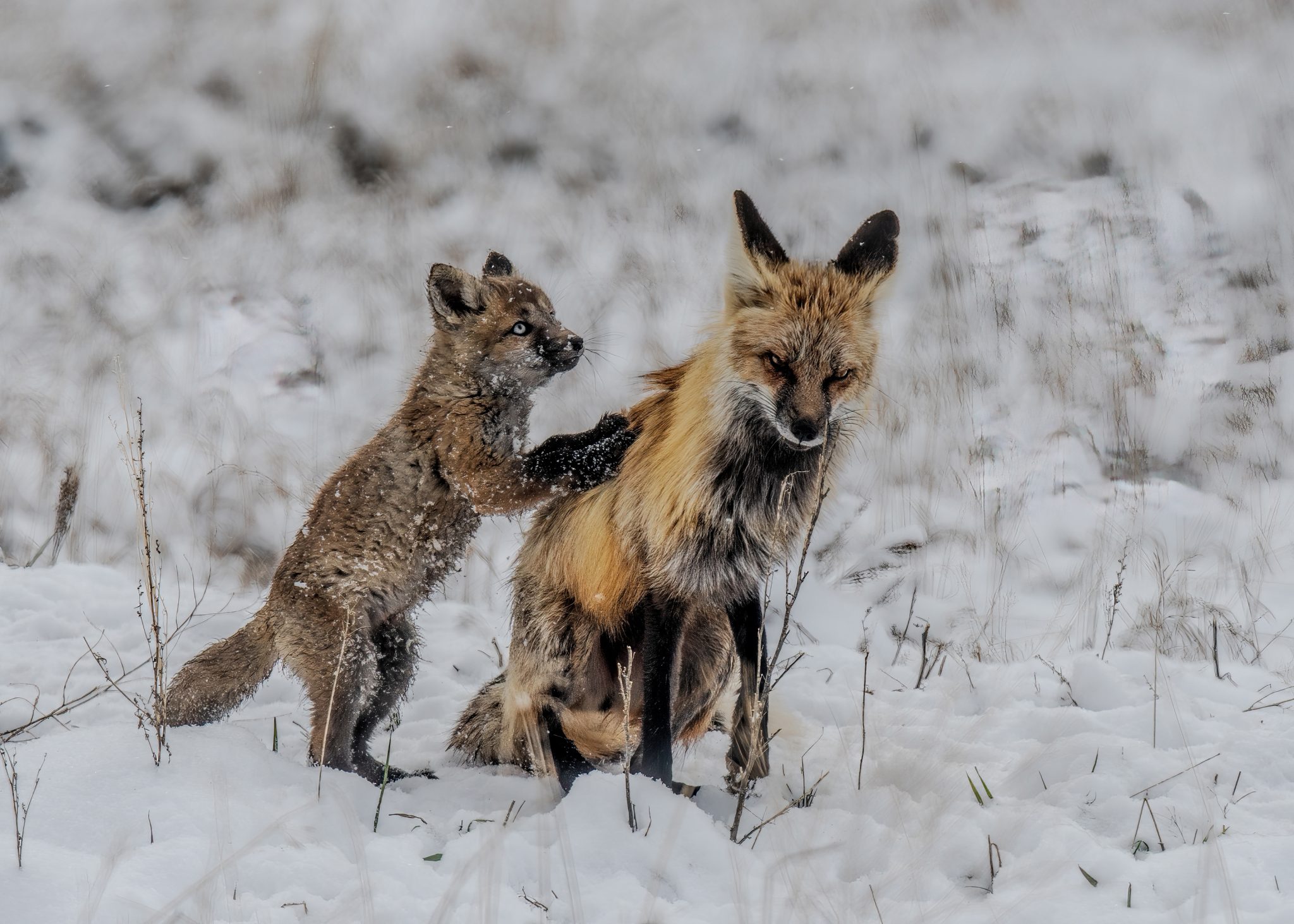 Want to see winter wildlife in Summit County? Here’s a guide to find ...