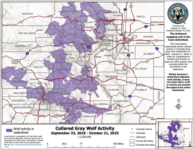 Colorado’s reintroduced wolves are moving toward the New Mexico border ...