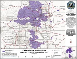 Where did Colorado’s wolves spend time in December? | SummitDaily.com