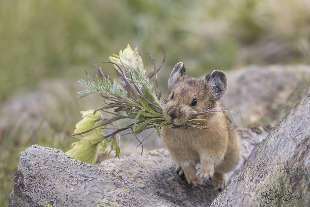 Get Wild: Pikas want snow for the new year | SummitDaily.com