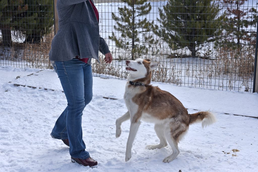 Summit County Animal Shelter mitigated pet surrenders with new tactics ...