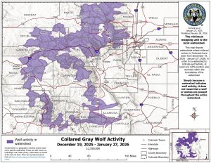 Wolf activity in January includes territorial movements as well as ...
