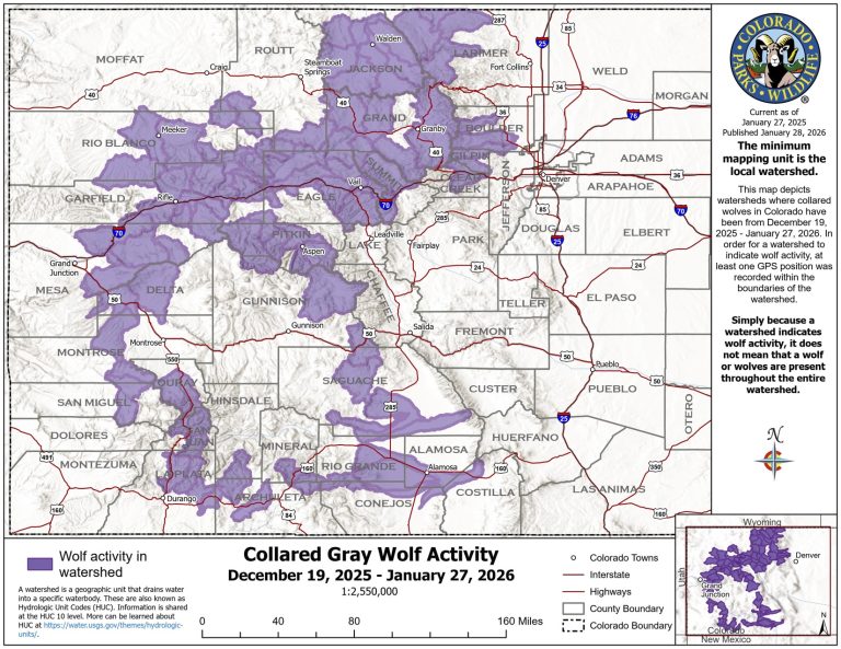 Wolf activity in January includes territorial movements as well as ...