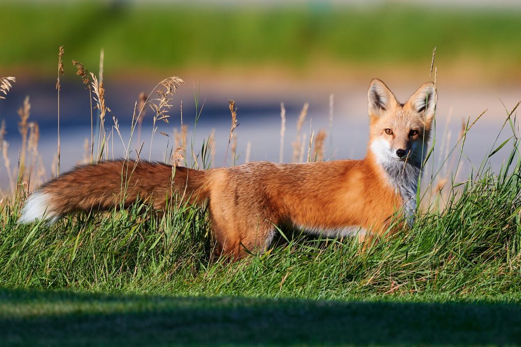 All about furbearers: Colorado’s management of 16 wildlife species will ...